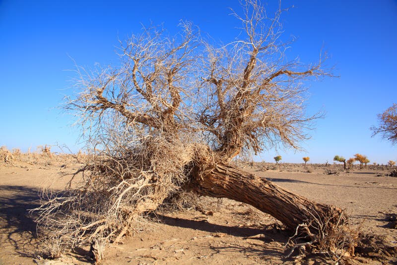 Fallen black poplar stock photo. Image of china, branch - 11419214