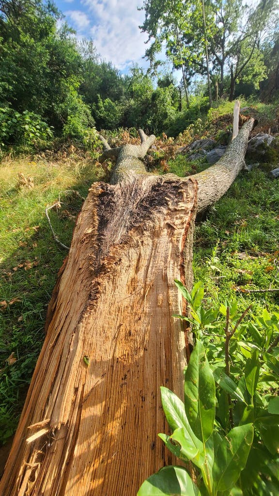 Fallen Black Walnut Tree Struck by Lightening Stock Image - Image of ...