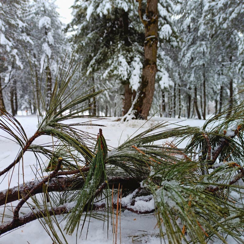Fallen Branch of Pine Tree in Snow Stock Photo - Image of tree, leaf ...