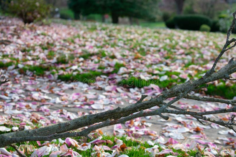 A Fallen Branch on a Pink Petal Covered Lawn Stock Photo - Image of ...