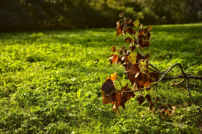 Fallen Branch of a Tree in a Field Stock Photo - Image of blue, autumn ...