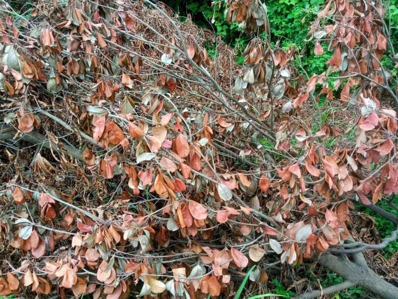 Fallen Branches of an Apple Tree with Apples and Dry Leaves Against the ...