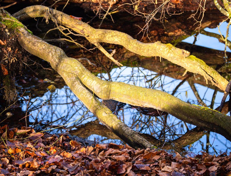Fallen Branches Reflecting in Forest Water Stock Photo - Image of tree ...