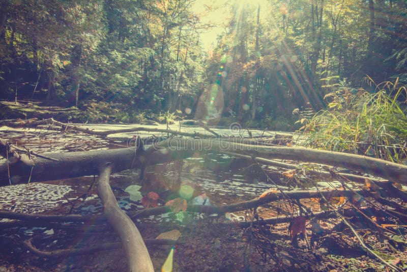 Faded forest stream stock image. Image of river, blurred - 20581211