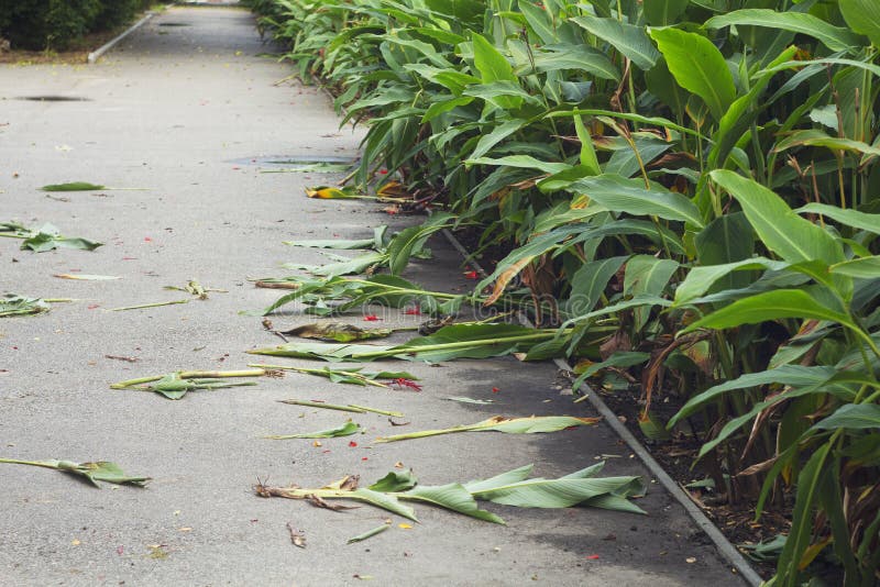 Fallen Branches after a Strong Wind in the Spring Season Stock Photo ...