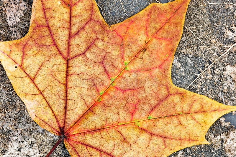 Fallen Bright Orange Maple Leaf on Dried Skeleton Leaves Background ...