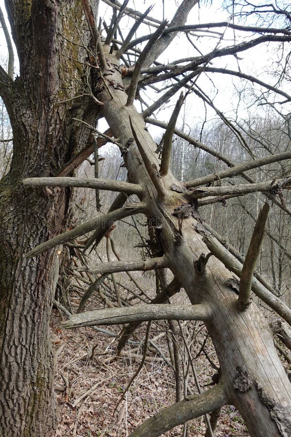 Fallen, Broken, and Greatly Damaged Trees in the Deep Woods Stock Image ...