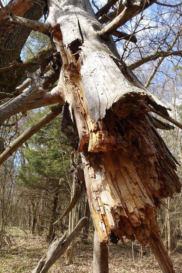 Fallen, Broken, and Greatly Damaged Trees in the Deep Woods Stock Photo ...