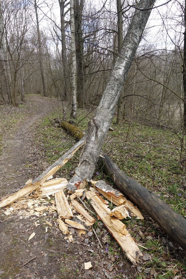 Fallen, Broken, and Greatly Damaged Trees in the Deep Woods Stock Image ...
