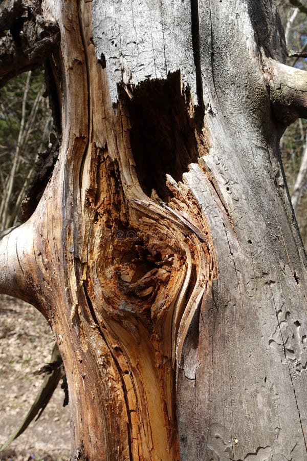 Fallen, Broken, and Greatly Damaged Trees in the Deep Woods Stock Photo ...