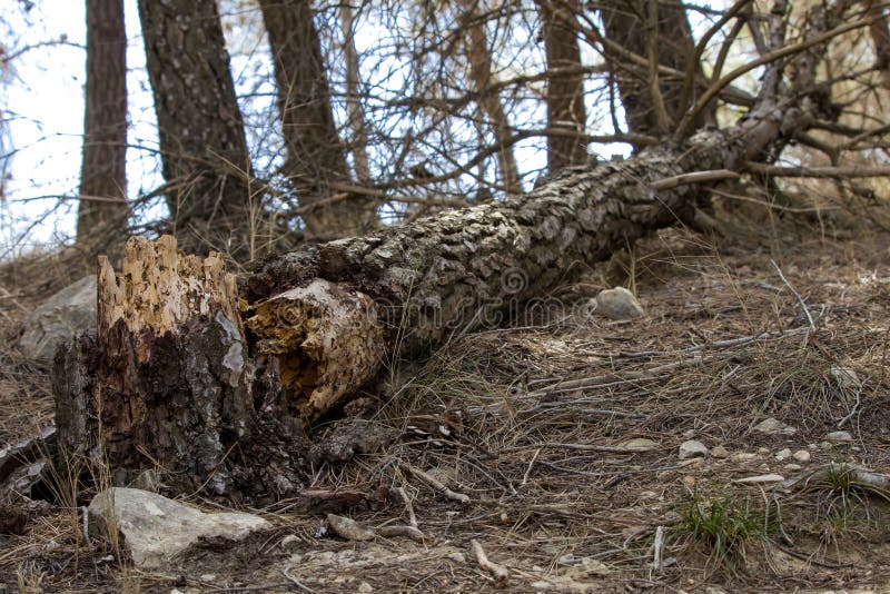 Fallen Broken Pine Tree in the Forest Stock Image - Image of ...