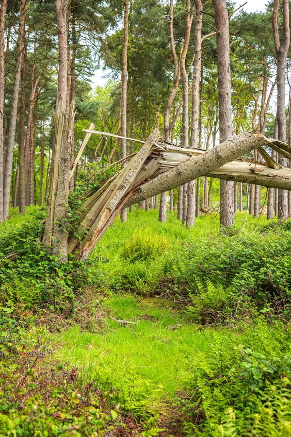 Fallen Broken Tree in British Forest in England Uk Stock Photo - Image ...
