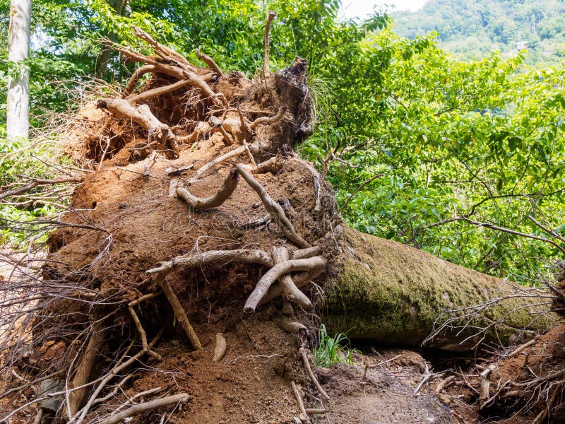 Fallen Broken Tree in the Forest with Exposed Roots. Nature and ...