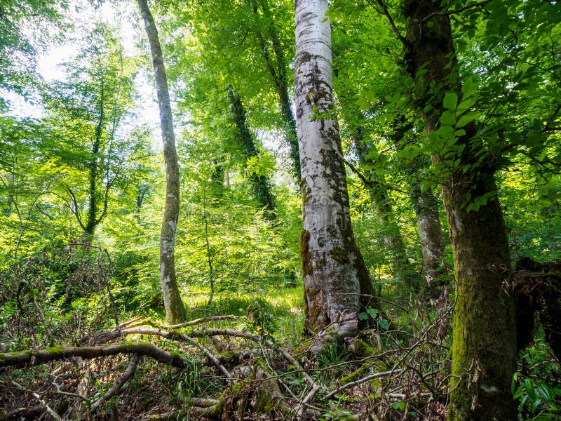 Fallen Broken Tree in the Forest with Exposed Roots. Nature and ...