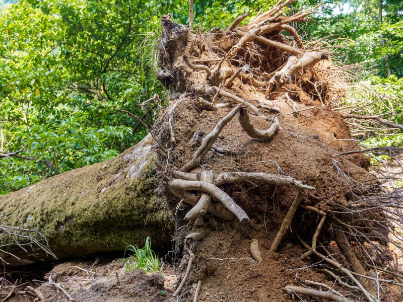 Exposed fallen tree roots stock image. Image of australia - 117874111