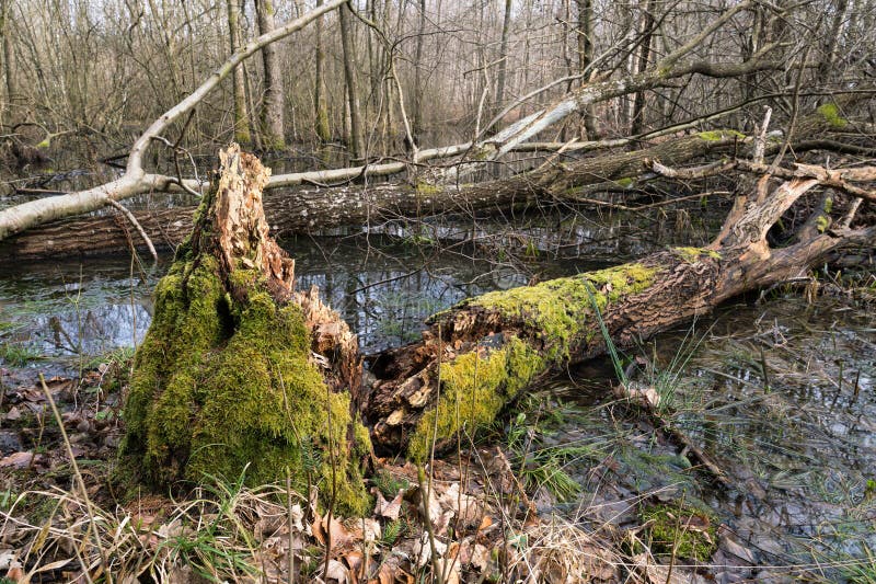 Fallen and broken tree stock photo. Image of swamp, broken - 314640248