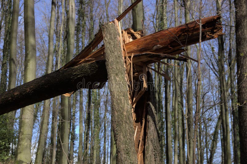 Fallen broken tree trunk stock image. Image of branches - 261261395