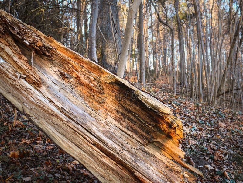 Fallen Broken Tree Trunk with Visibla Wood Layers Stock Image - Image ...