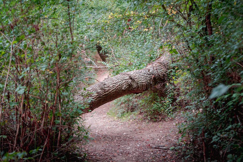 Fallen and Broken Trees in a Park Blocking a Path after a Storm Stock ...