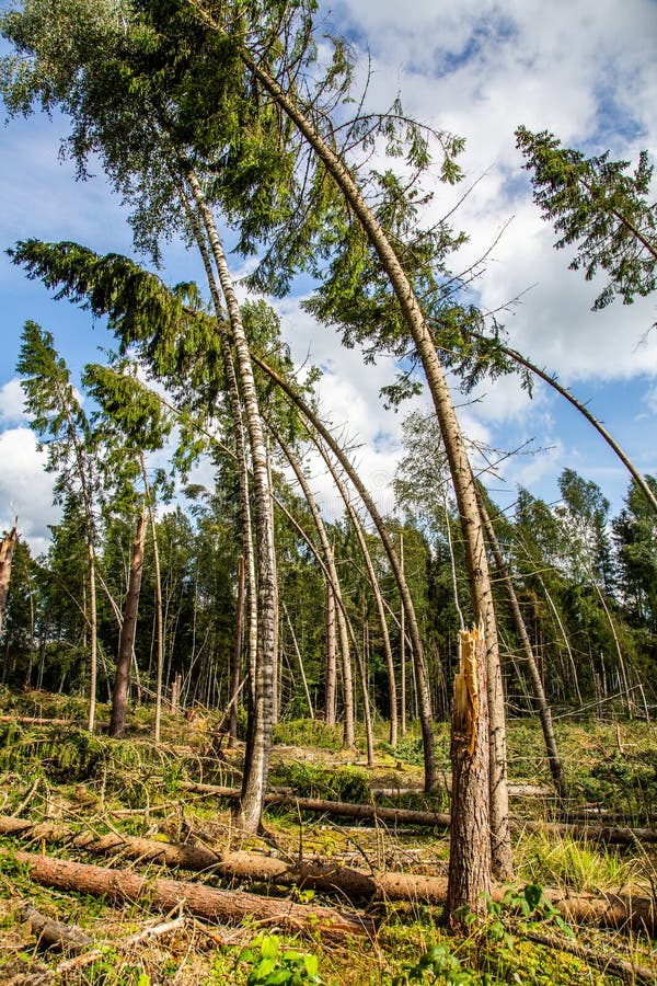 Fallen and Broken Trees after a Storm and Hurricane. Stock Image ...