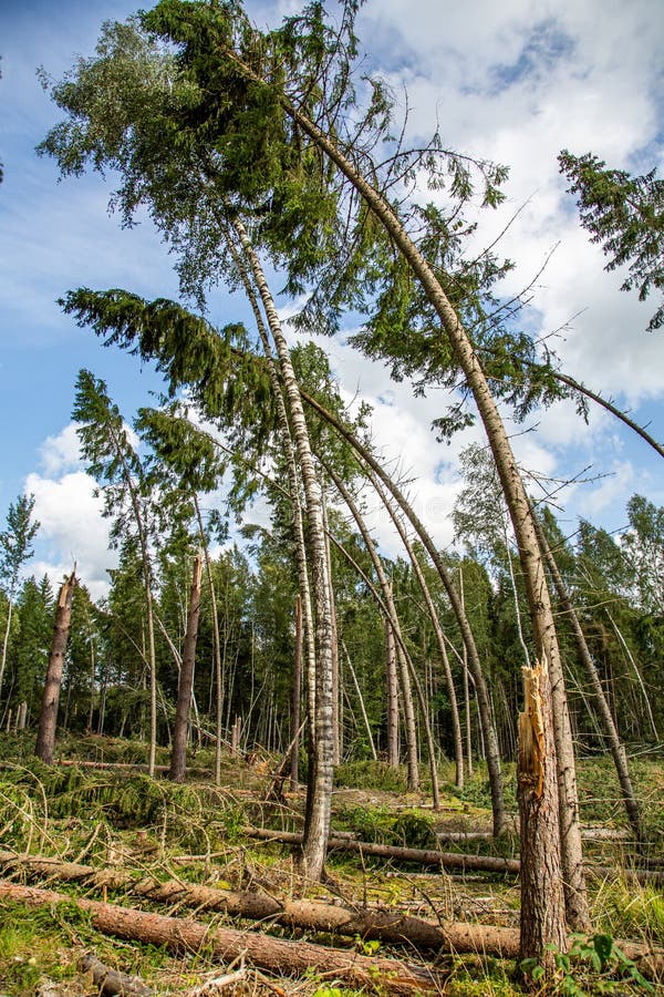 Fallen and Broken Trees after a Storm and Hurricane. Stock Photo ...