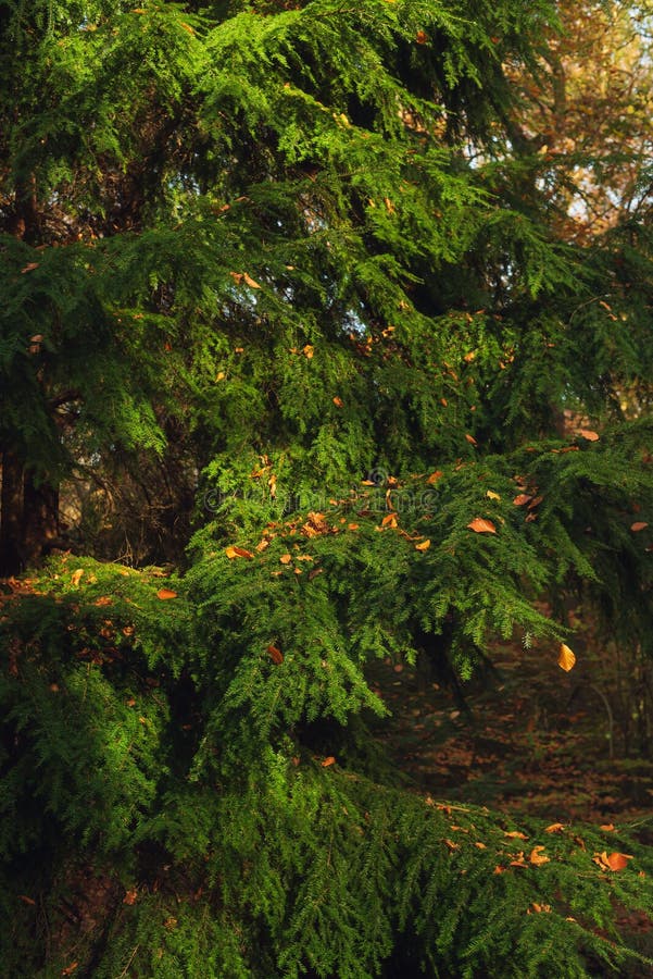 Fallen Brown Leaves in Branches of Fir Tree Stock Photo - Image of ...