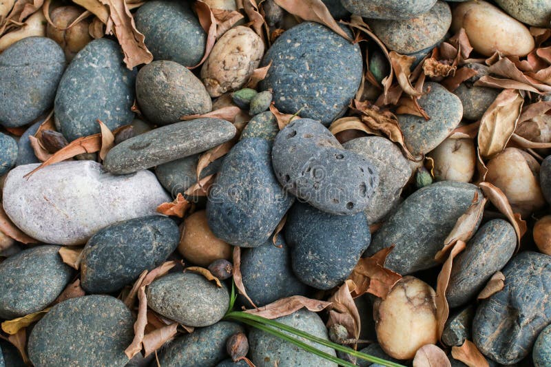 Fallen Brown Leaves on Pebbles Stone Texture Background in Garden ...