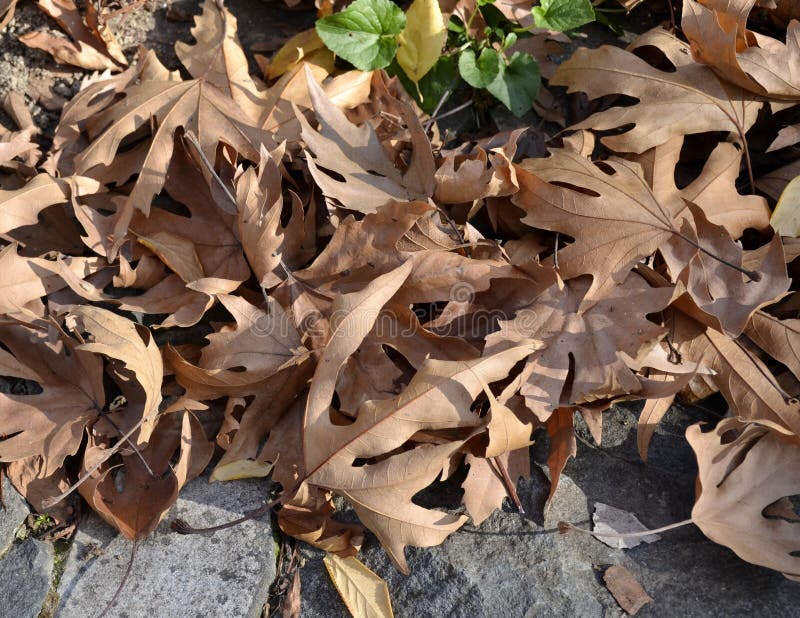Fallen brown leaves stock image. Image of golden, colorful - 50055957