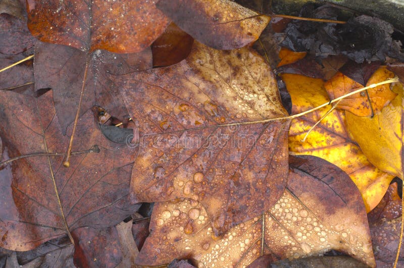 Fallen Brown Maple Leaves with Drops after Rain Stock Photo - Image of ...