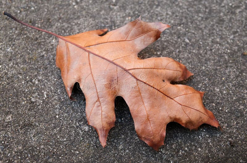 Fallen Brown Oak Leaf on the Cement in the Backyard Stock Image - Image ...
