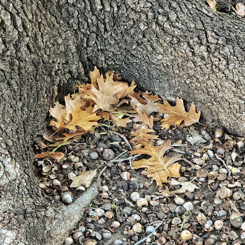 Fallen Brown Oak Leaves Nested in Oak Tree Roots Stock Image - Image of ...