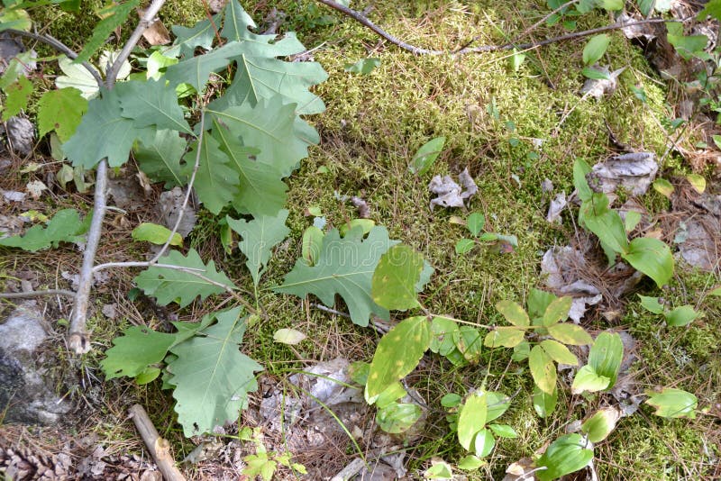 Fallen Bur Oak (Quercus Macrocarpa) Leaves Along Red Pine Loop Trail at ...