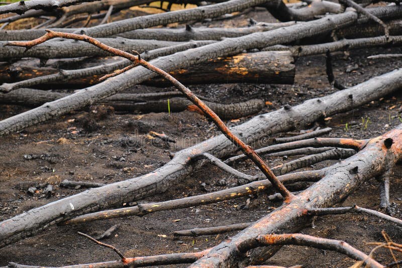 Burned Forest, Charred Trees, Forest Fires and Environmental Disaster ...