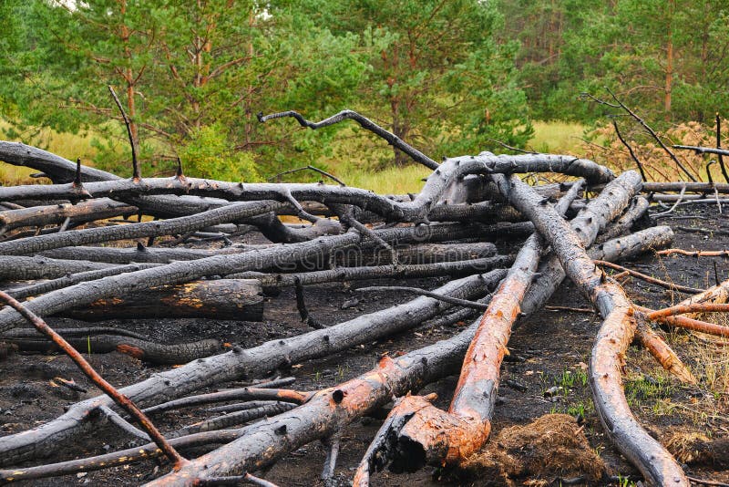 Fallen Burned and Charred Trees after a Fire in a Pine Forest Stock ...