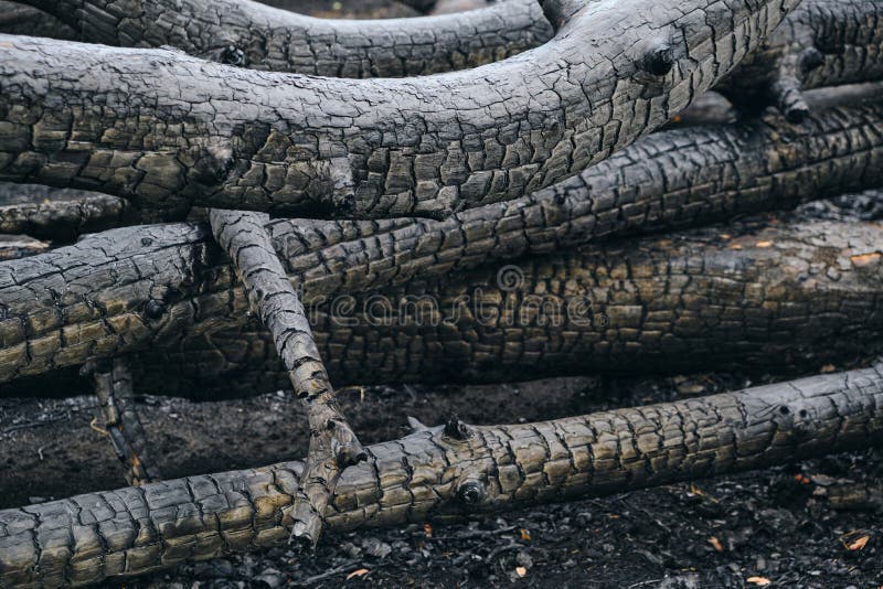 Fallen Burned and Charred Trees after a Fire in a Pine Forest Stock ...