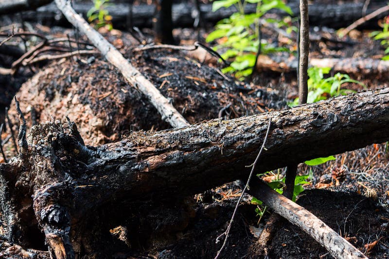 Fallen burnt tree stock image. Image of dying, burnt - 134019391