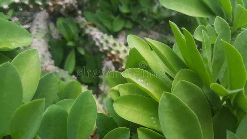 Fallen Cactus stock image. Image of herb, backyard, branch - 206892563