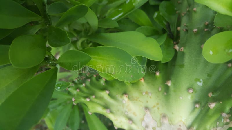 Fallen Cactus stock photo. Image of shrub, produce, fruit - 206892594