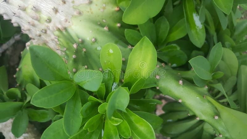 Fallen Cactus stock photo. Image of wildflower, plant - 206892628