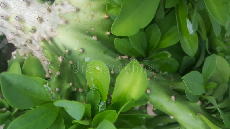 Fallen Cactus stock image. Image of fruit, petal, thorns - 206892637