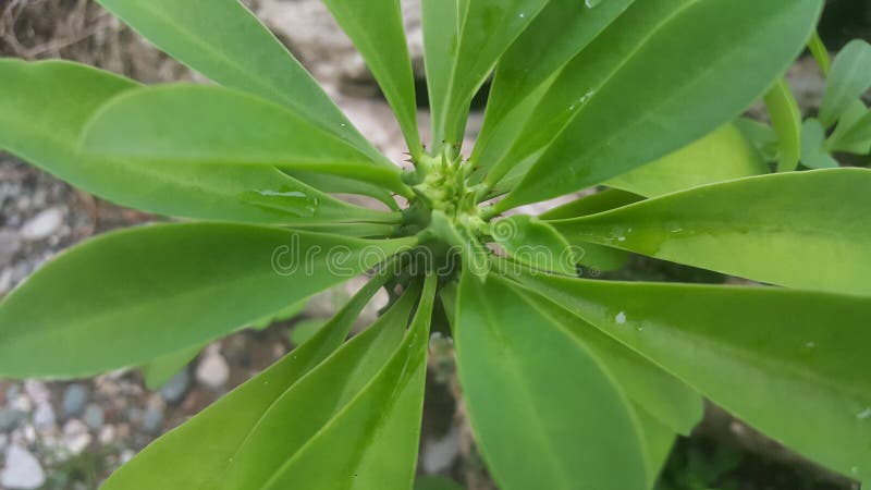 Fallen Cactus stock photo. Image of plant, flower, food - 206892658