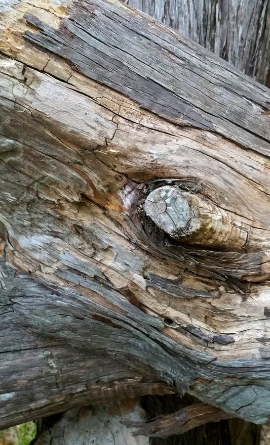 Fallen cedar trees stock image. Image of texas, bark - 78590771