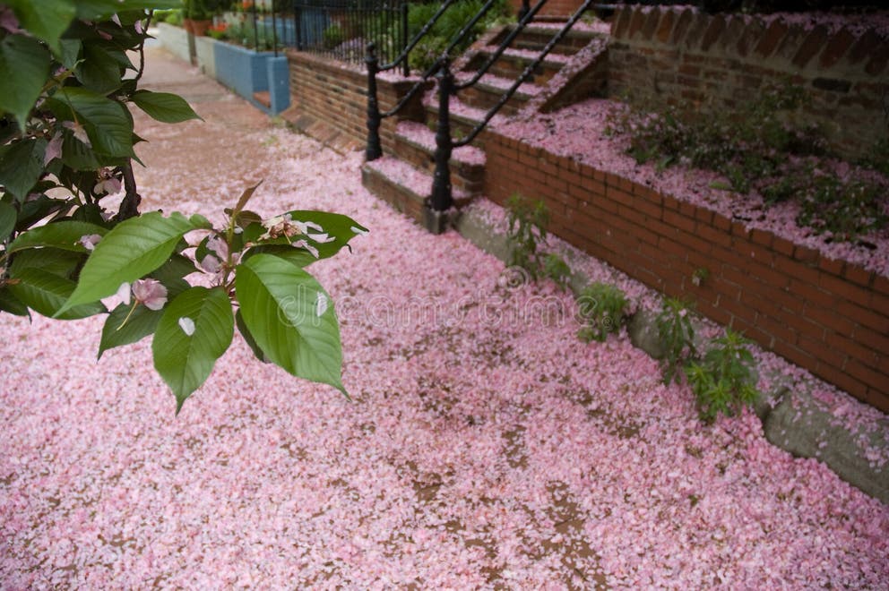 Fallen Cherry Blossoms stock photo. Image of pink, flora - 6188968