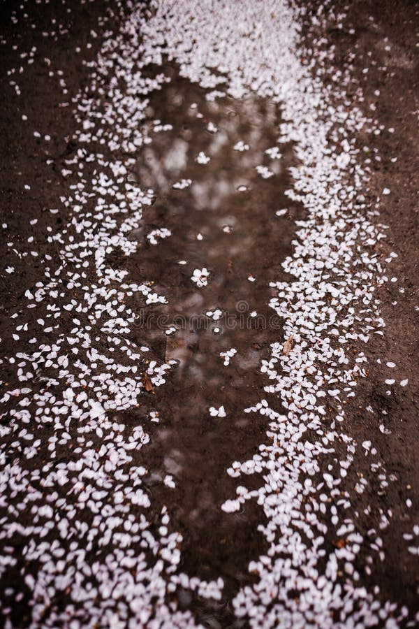 Fallen Cherry Blossoms Frame a Puddle Reflecting the Sky in Petrin ...