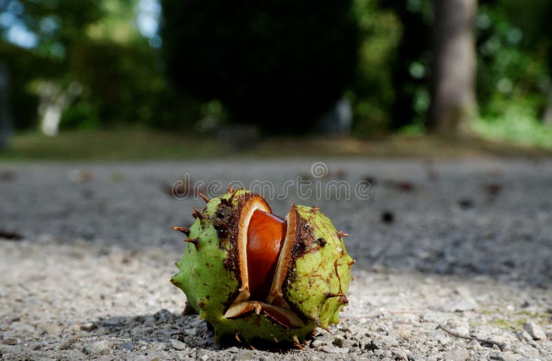 Fallen Chestnut on the Floor Stock Image - Image of fresh, fall: 158920027