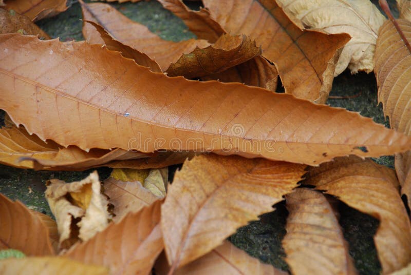 Fallen chestnut leaves stock image. Image of texture - 11889925