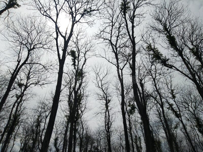 Fallen and Cloudy Teak Trees Stock Image - Image of scary, trees: 270188583