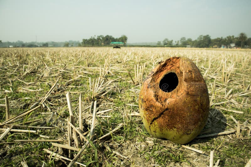 A Fallen Coconut Damaged by the Squirrels Stock Image - Image of ...