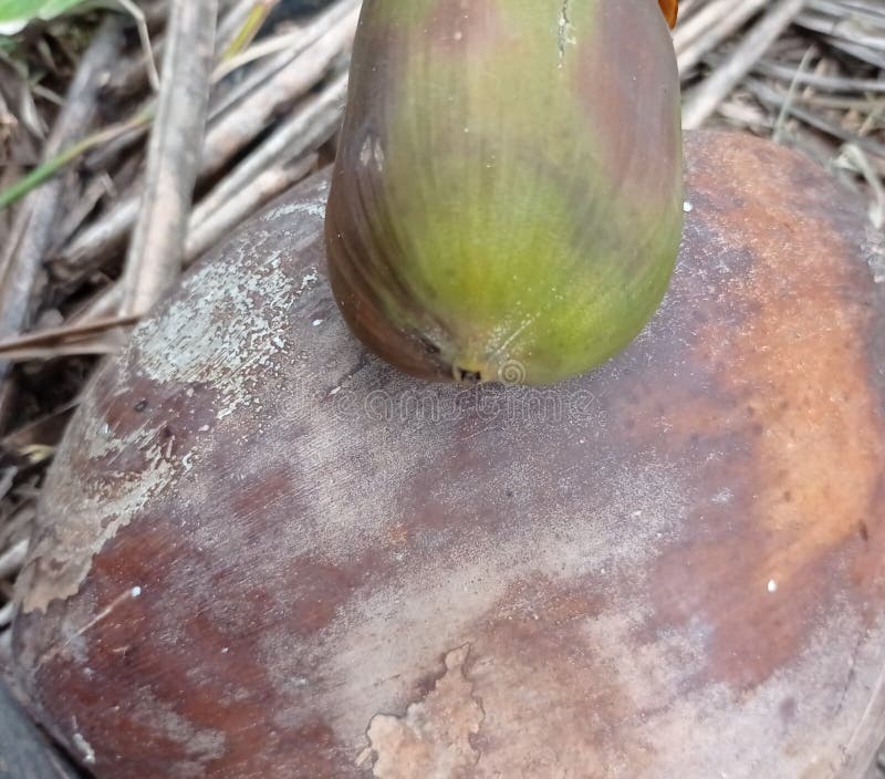 The Fallen Coconut because of Illness Stock Photo - Image of soil, leaf ...