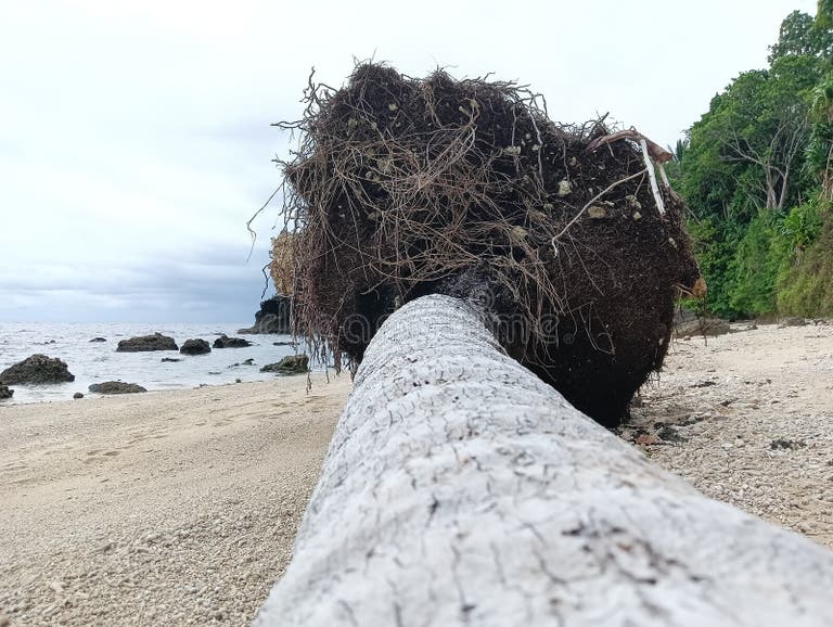 Fallen Coconut Tree on the Beach Stock Image - Image of water, coast ...